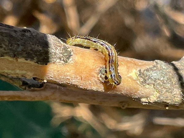 Box Tree Moth : West Virginia Department of Agriculture