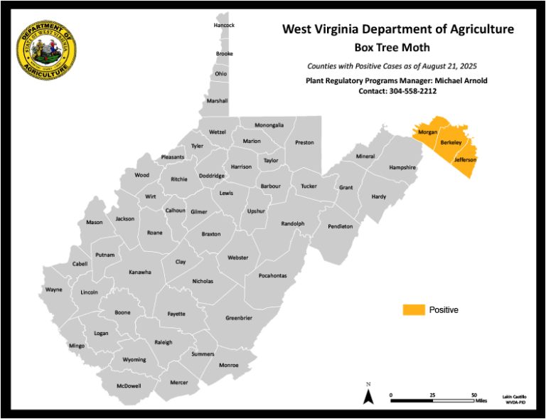 Box Tree Moth : West Virginia Department of Agriculture